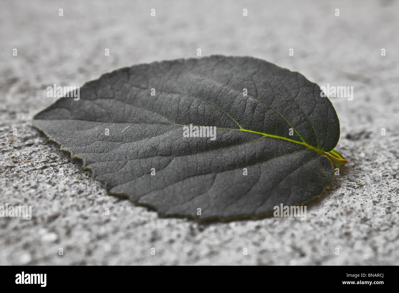 A colorless leaf on the ground with only color in the stem of the leaf ...