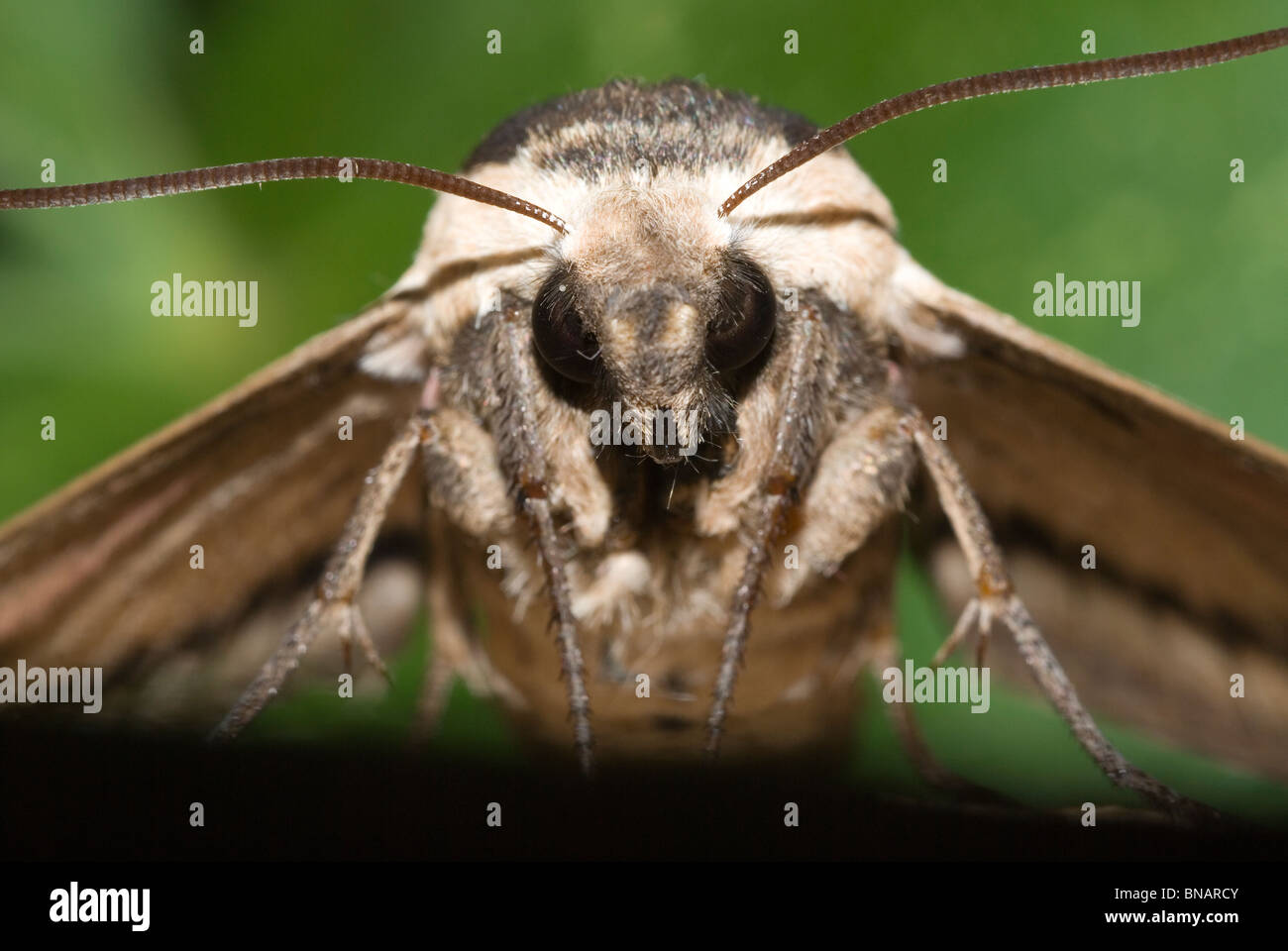 Privet Hawk Moth (Sphynx ligustri Stock Photo - Alamy