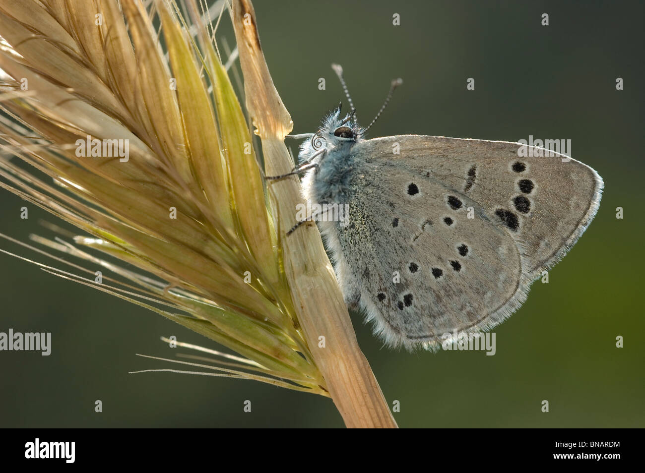 Black Eyed Blue (Glaucopsyche melanops Stock Photo - Alamy