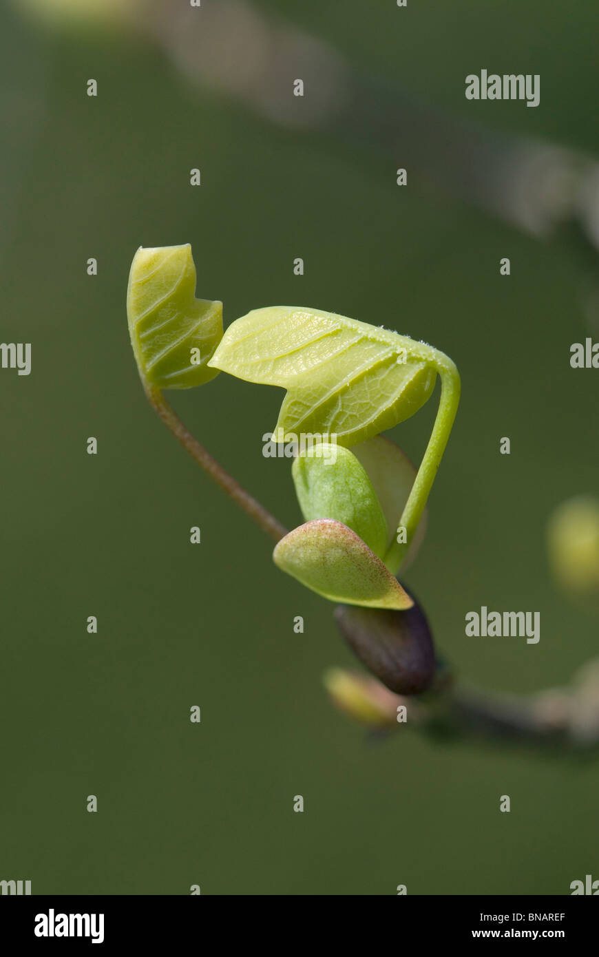 Emerging leaves hi-res stock photography and images - Alamy