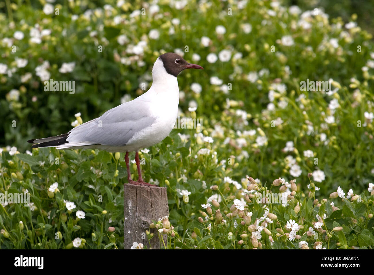 Black-Headed Gull (Larus Ridibundus Stock Photo - Alamy