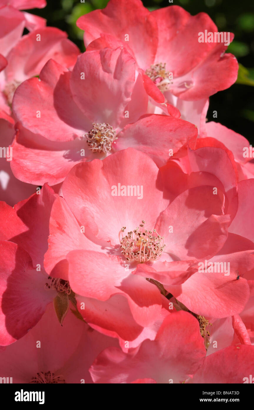 Rose rosa complicata hi-res stock photography and images - Alamy
