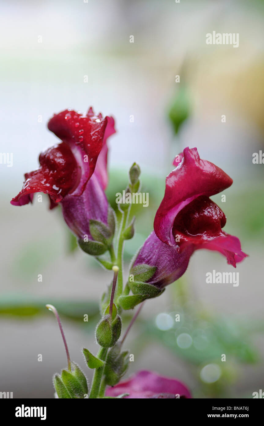 Red snapdragon flowers antirrhinum hi-res stock photography and images ...