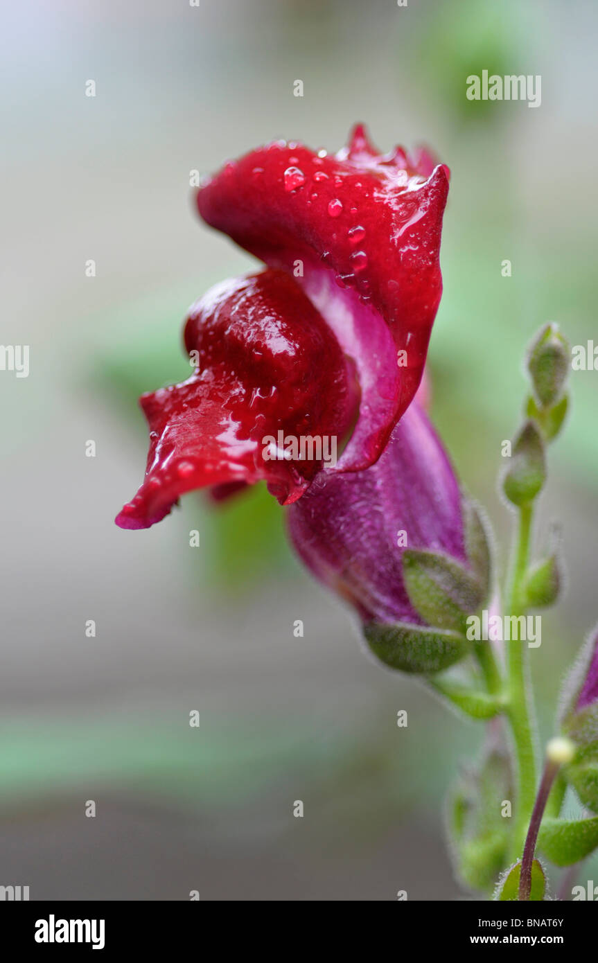 Red Snapdragon (Antirrhinum Stock Photo - Alamy