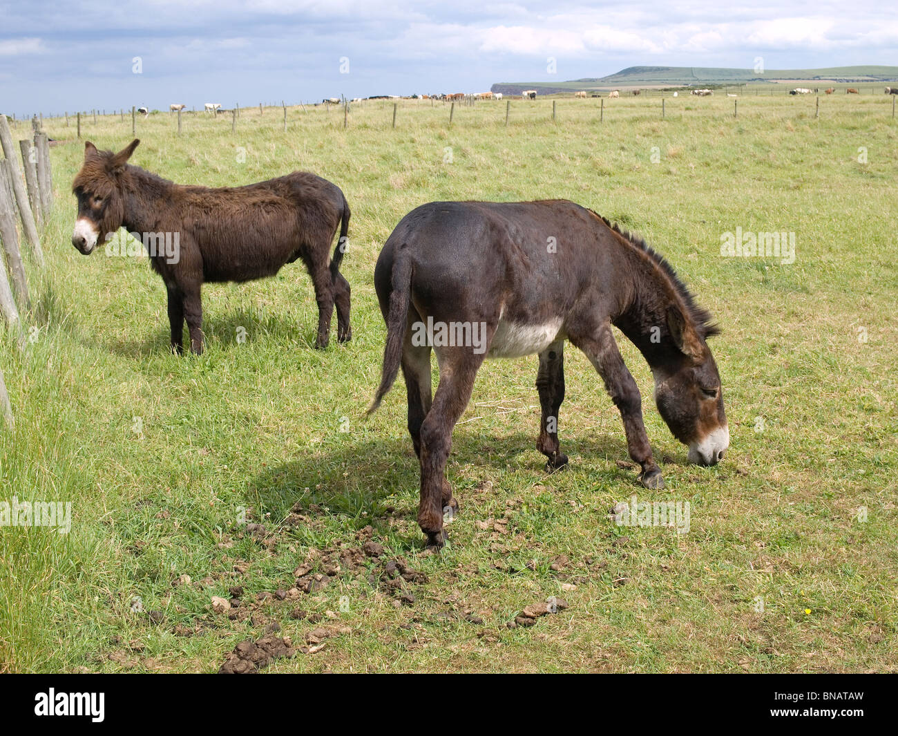 2 donkeys hi-res stock photography and images - Alamy