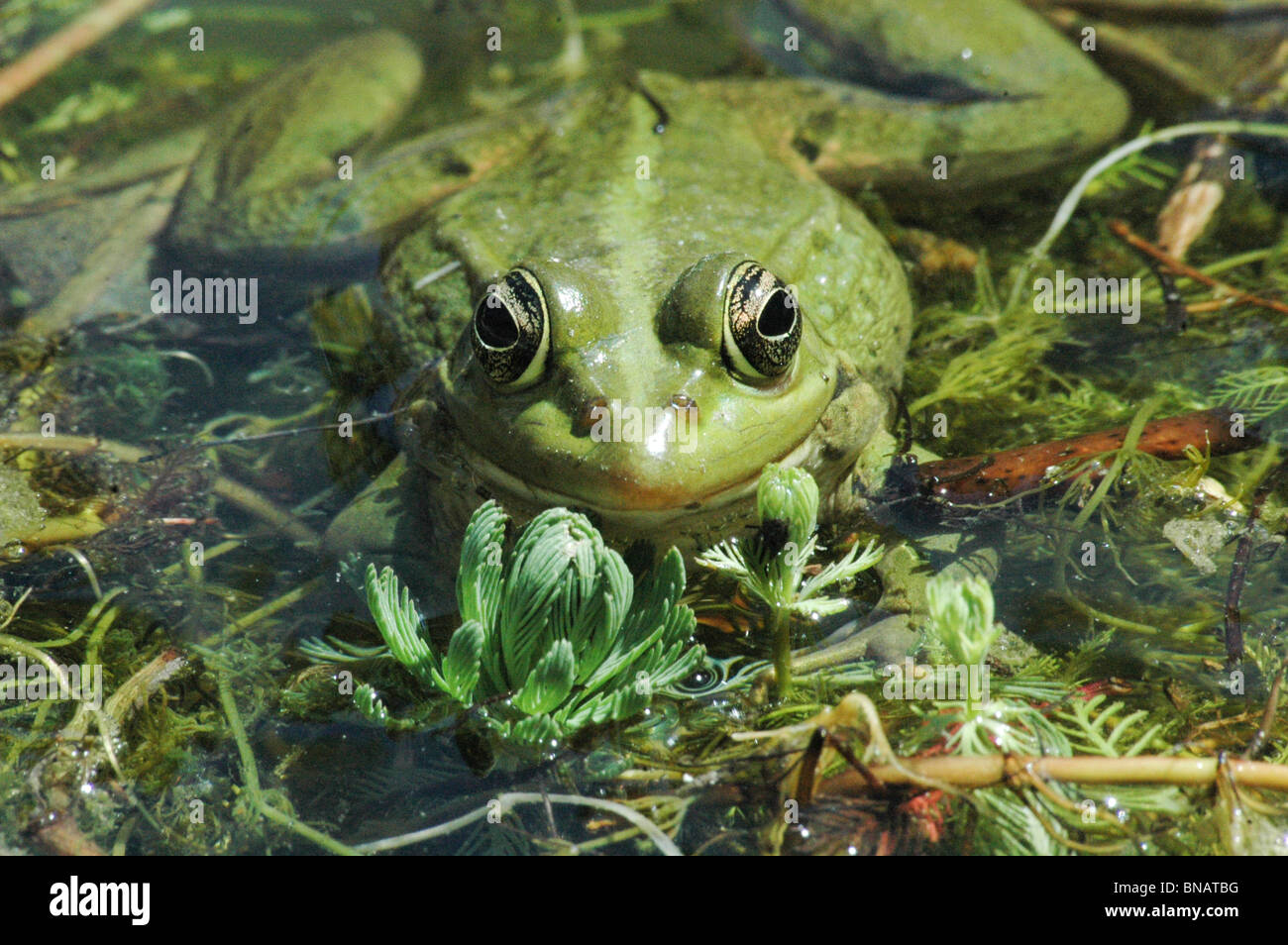 Israel, Marsh Frog (Pelophylax ridibundus Stock Photo - Alamy