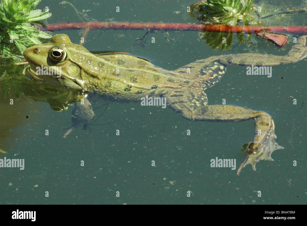 Israel, Marsh Frog (Pelophylax ridibundus Stock Photo - Alamy
