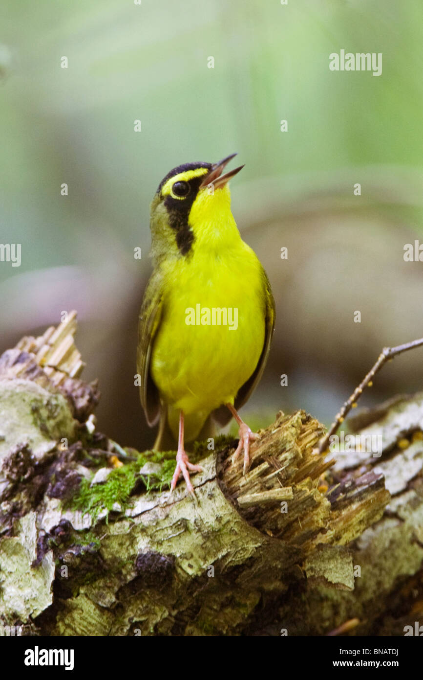 Kentucky Warbler singing - vertical Stock Photo - Alamy