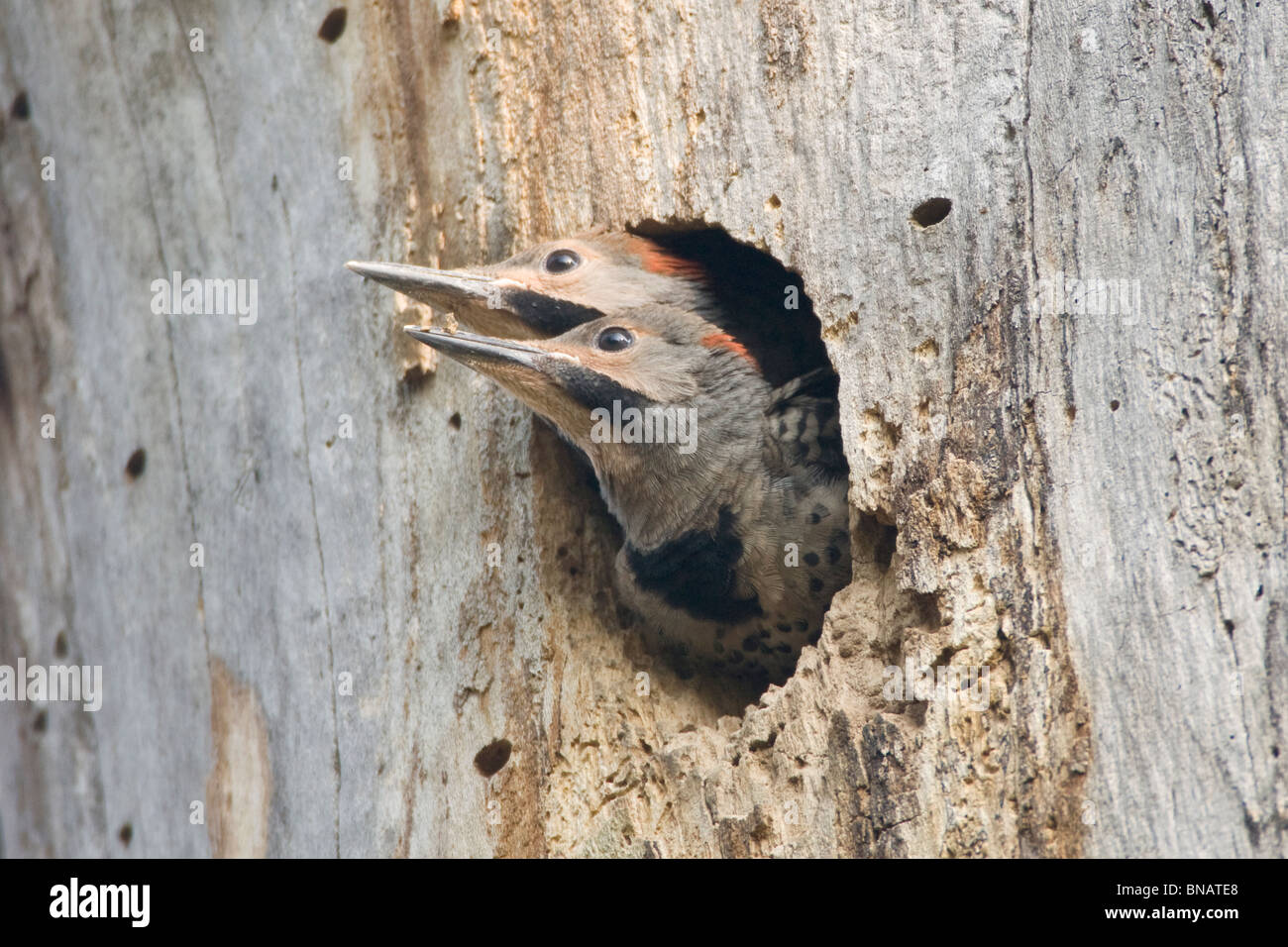 Northern Flicker Nestlings Stock Photo - Alamy