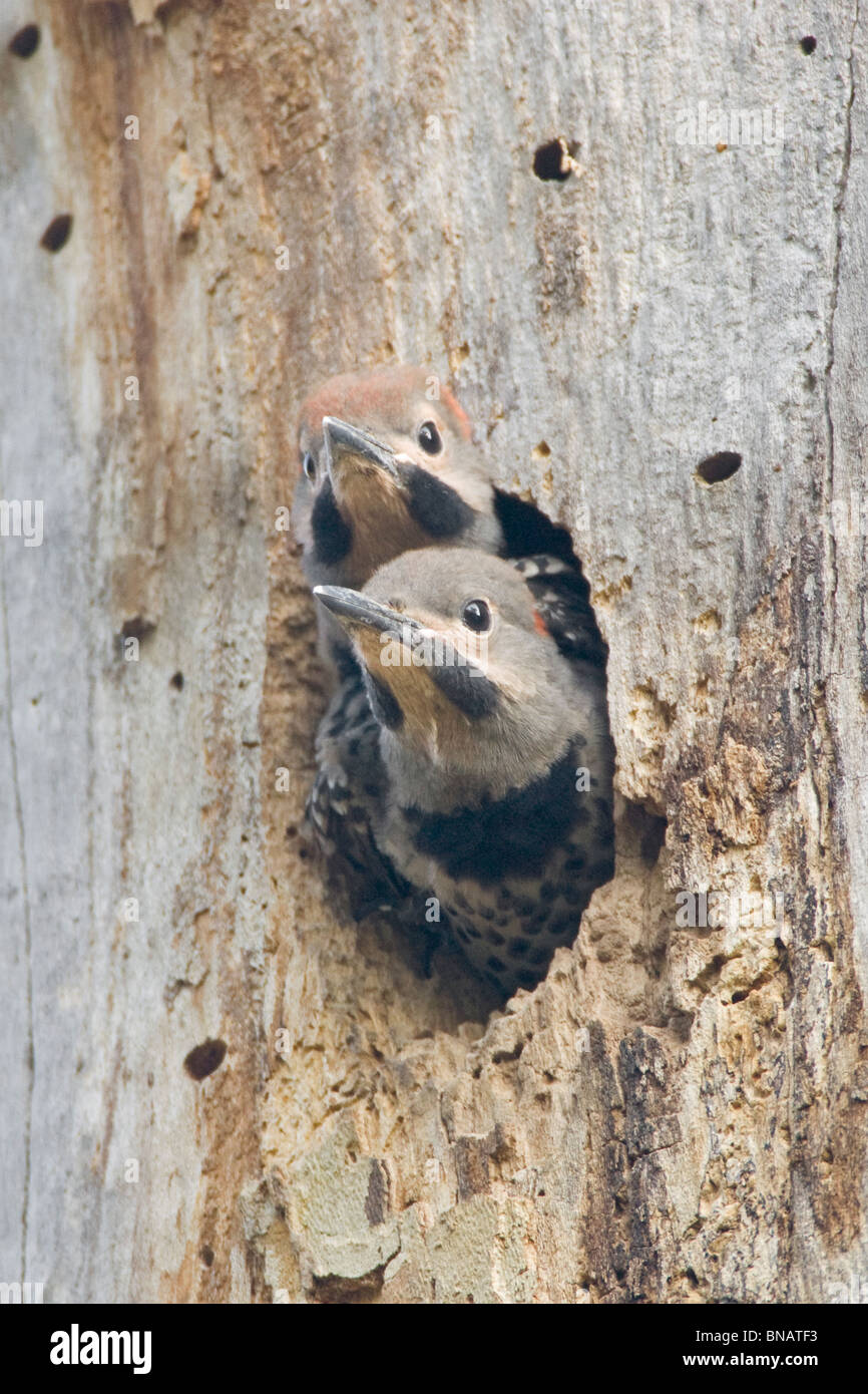 Flicker Stock Photos & Flicker Stock Images - Alamy