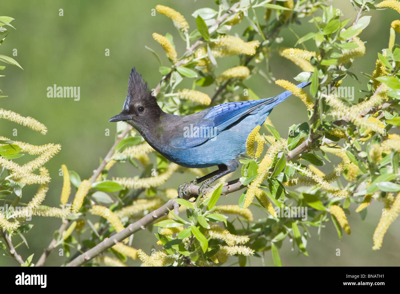 Steller's Jay perching in Willow Tree Stock Photo - Alamy
