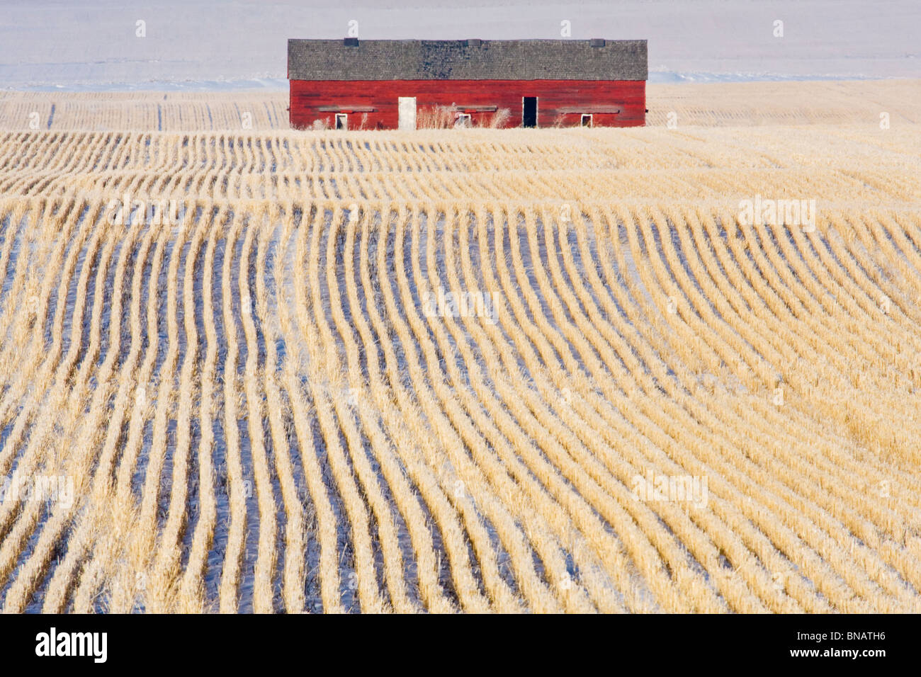 Wheat field prairies alberta hi-res stock photography and images - Alamy