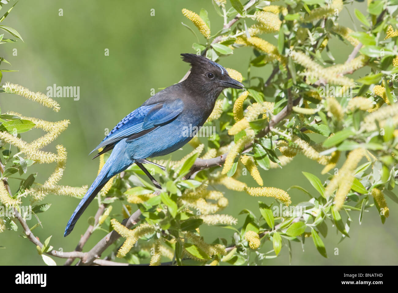Steller's Jay perching in Willow Tree Stock Photo - Alamy