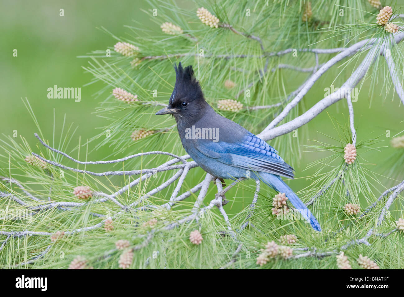 Steller's Jay perching in Pine Tree Stock Photo - Alamy