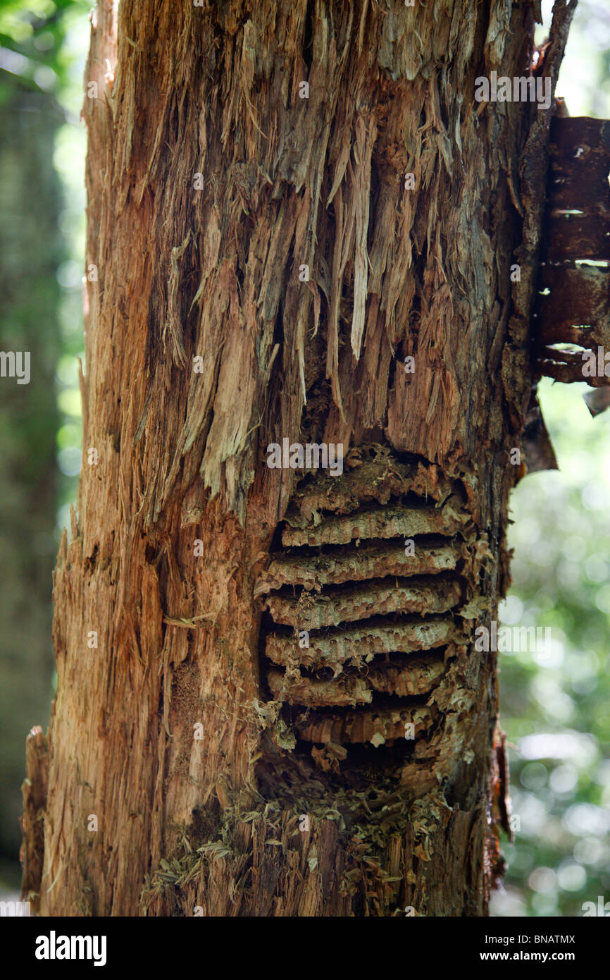 Bees nest in dead tree deep in the Pemigewasset Wilderness of the White ...