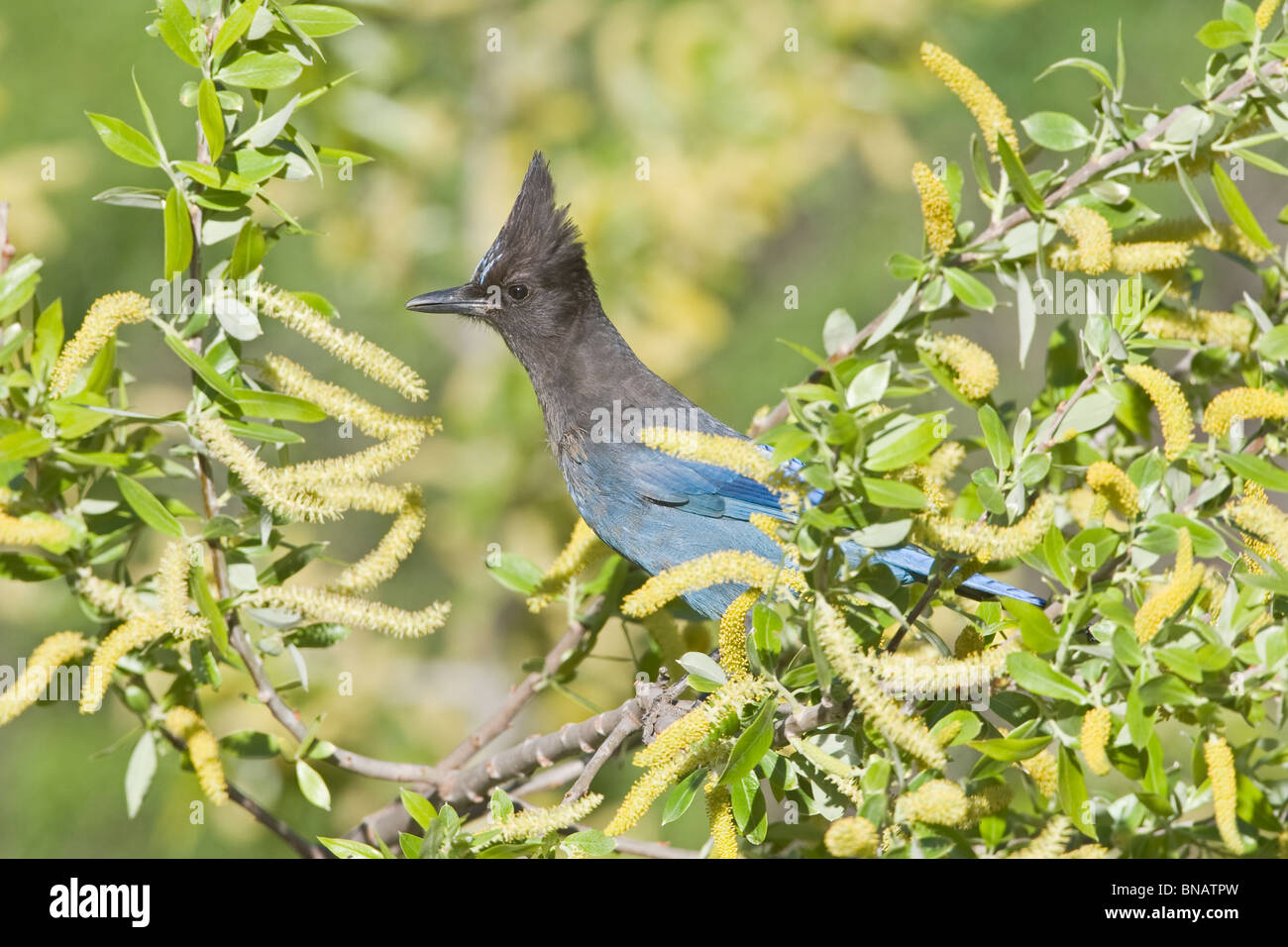 Steller's Jay perching in Willow Tree Stock Photo - Alamy
