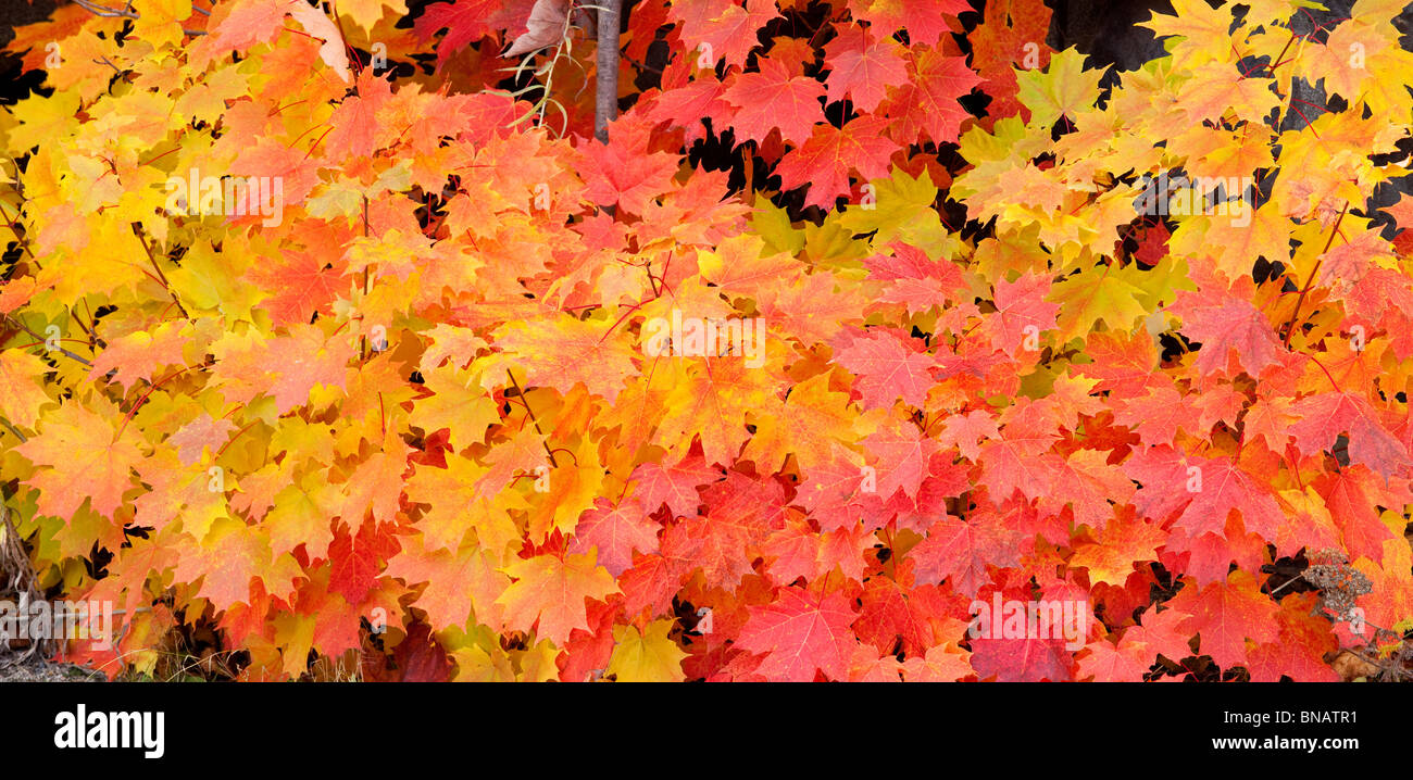 Panorama of red autumn maple leaves in Mississaugi Provincial Park ...