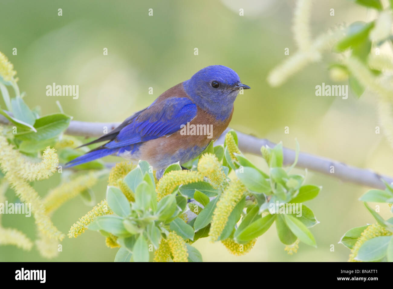 Bluebird In Tree High Resolution Stock Photography and Images - Alamy