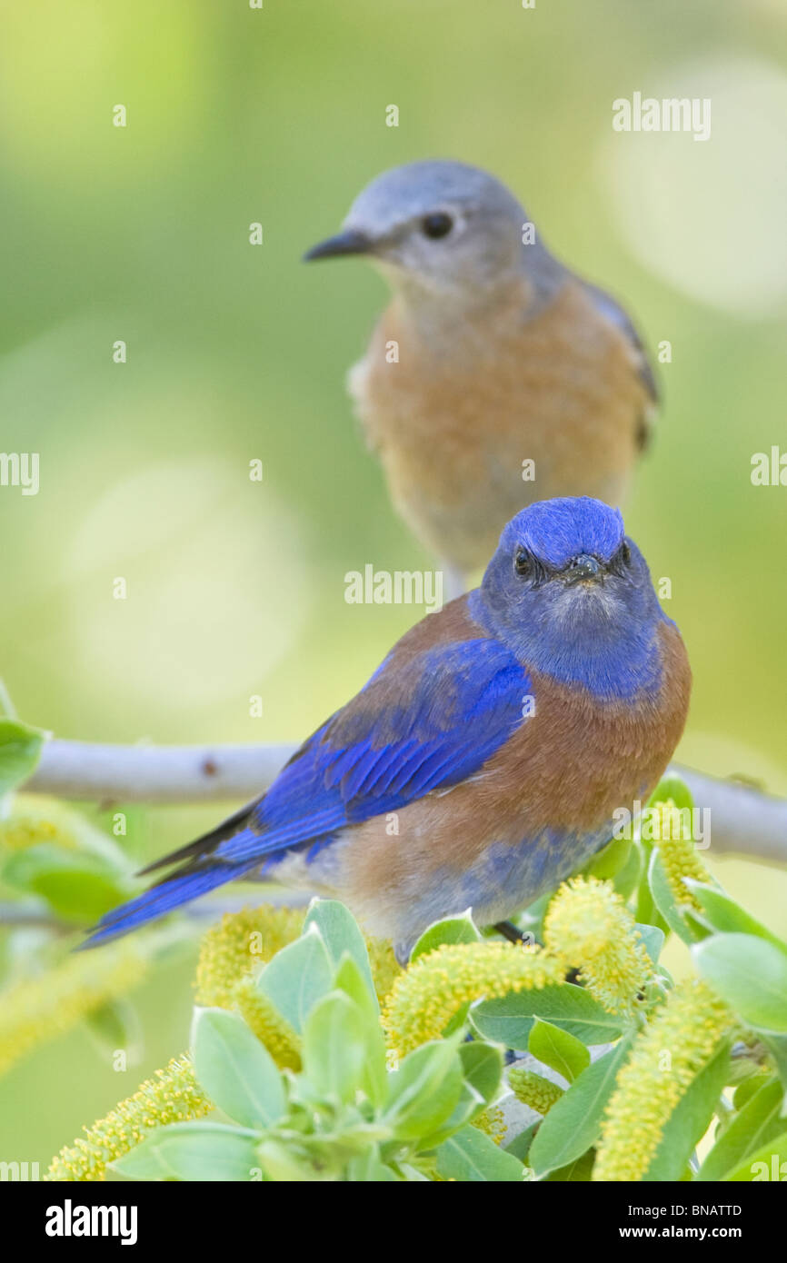 Male and female bluebirds hi-res stock photography and images - Alamy