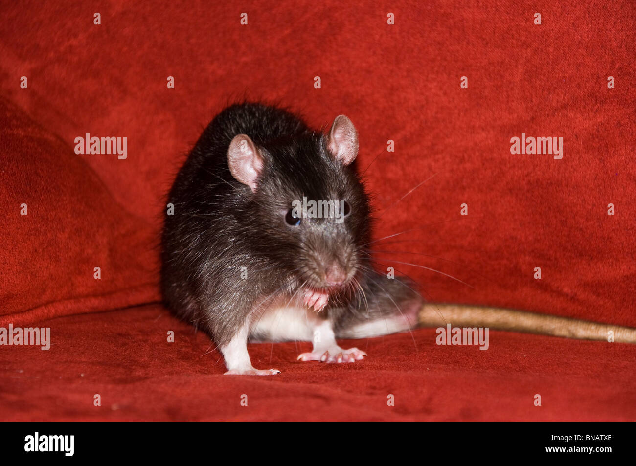 Fat rat hi-res stock photography and images - Alamy
