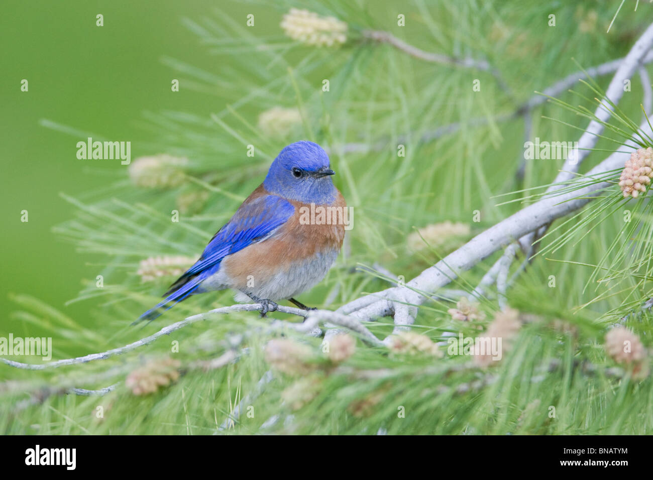 Bluebird in tree hi-res stock photography and images - Alamy