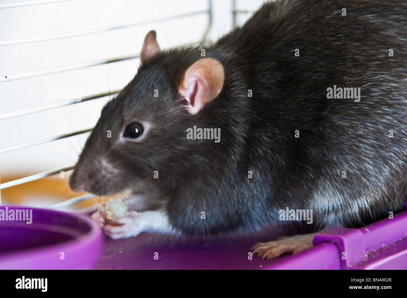 Brown pet rat Stock Photo - Alamy