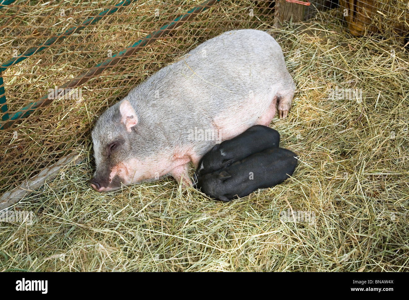 Pig piglet farm hi-res stock photography and images - Alamy