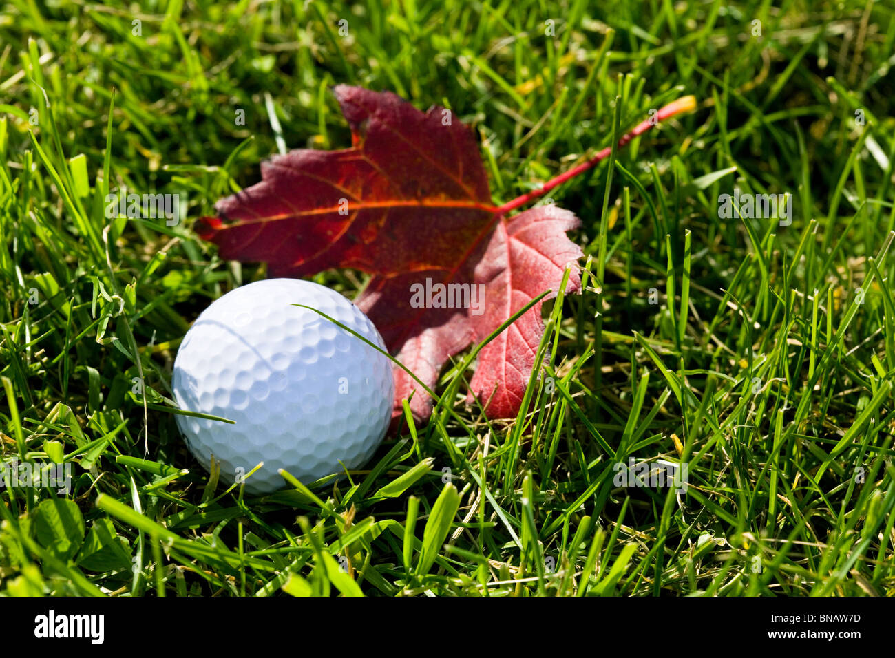 Golf leaf hi-res stock photography and images - Alamy