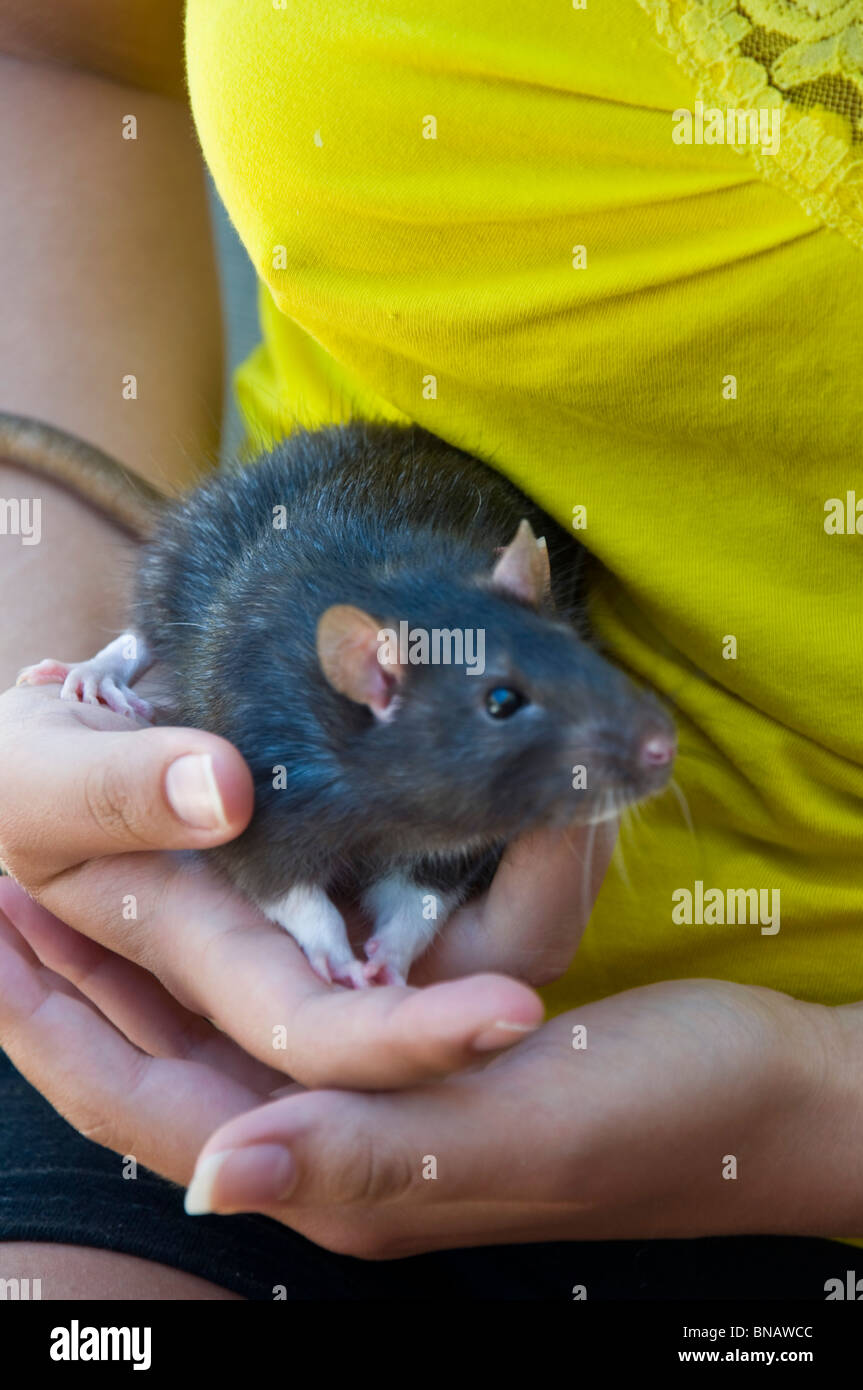 Cute Giant Brown Rat Pet Stock Photo - Alamy