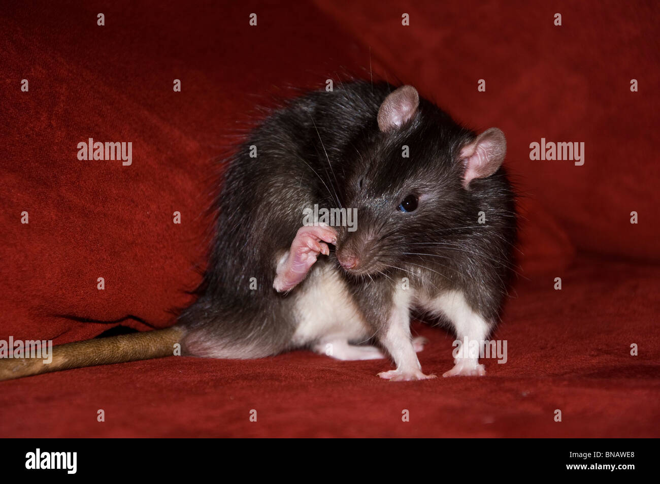 Cute Giant Brown Rat Pet Stock Photo - Alamy