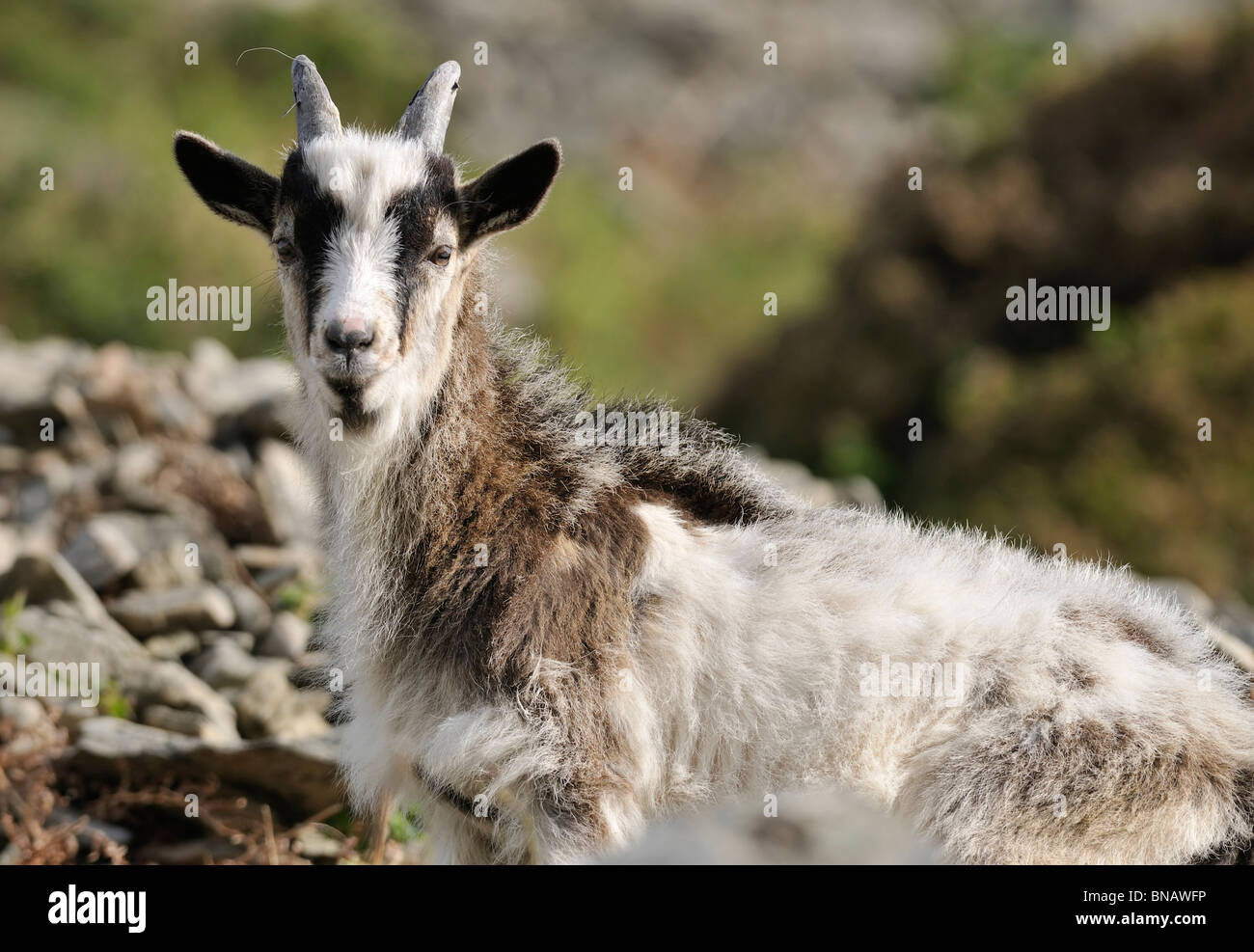 Cheviot goat hi-res stock photography and images - Alamy