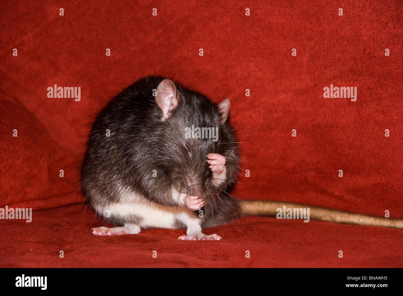 Cute Giant Brown Rat Pet Stock Photo - Alamy