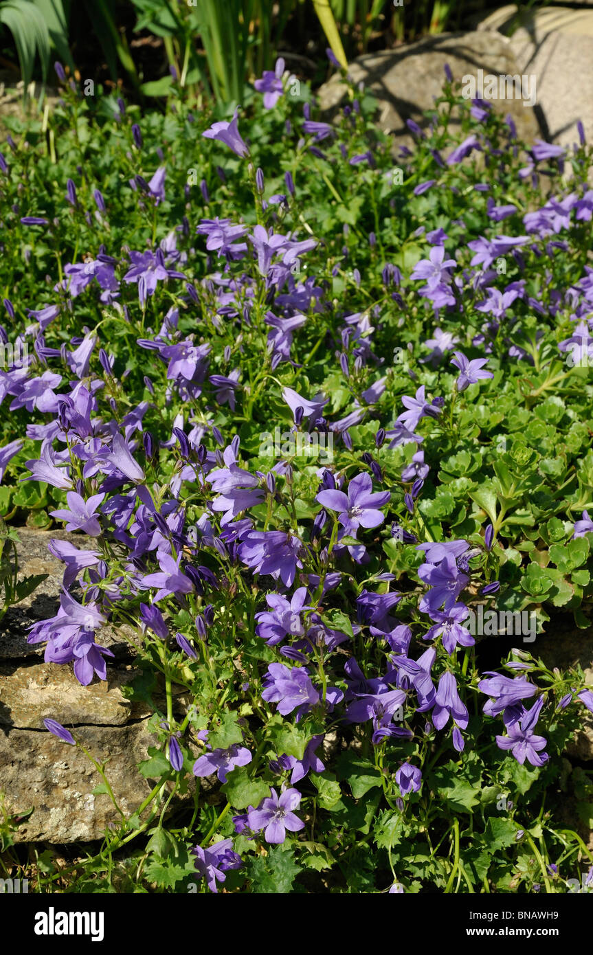 Adria bellflower hi-res stock photography and images - Alamy