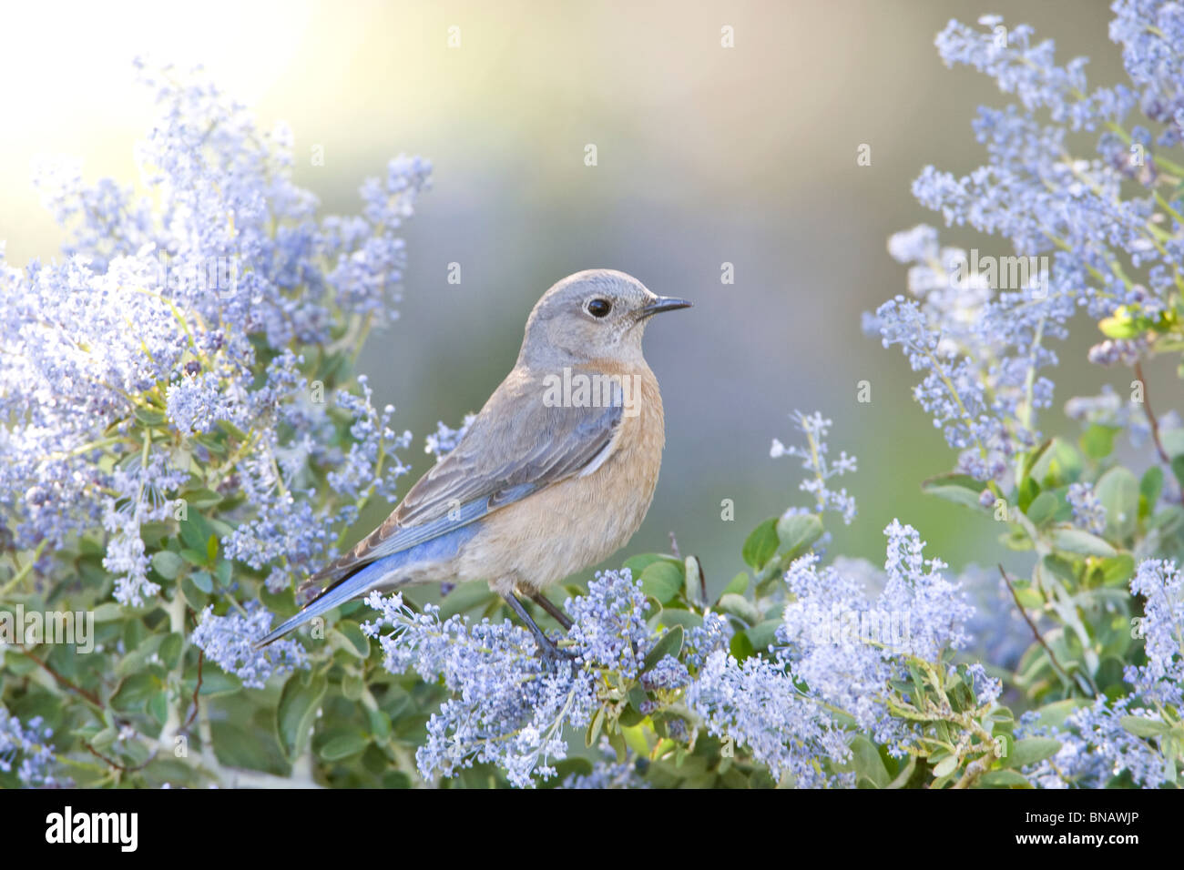 Western bluebird female hi-res stock photography and images - Alamy