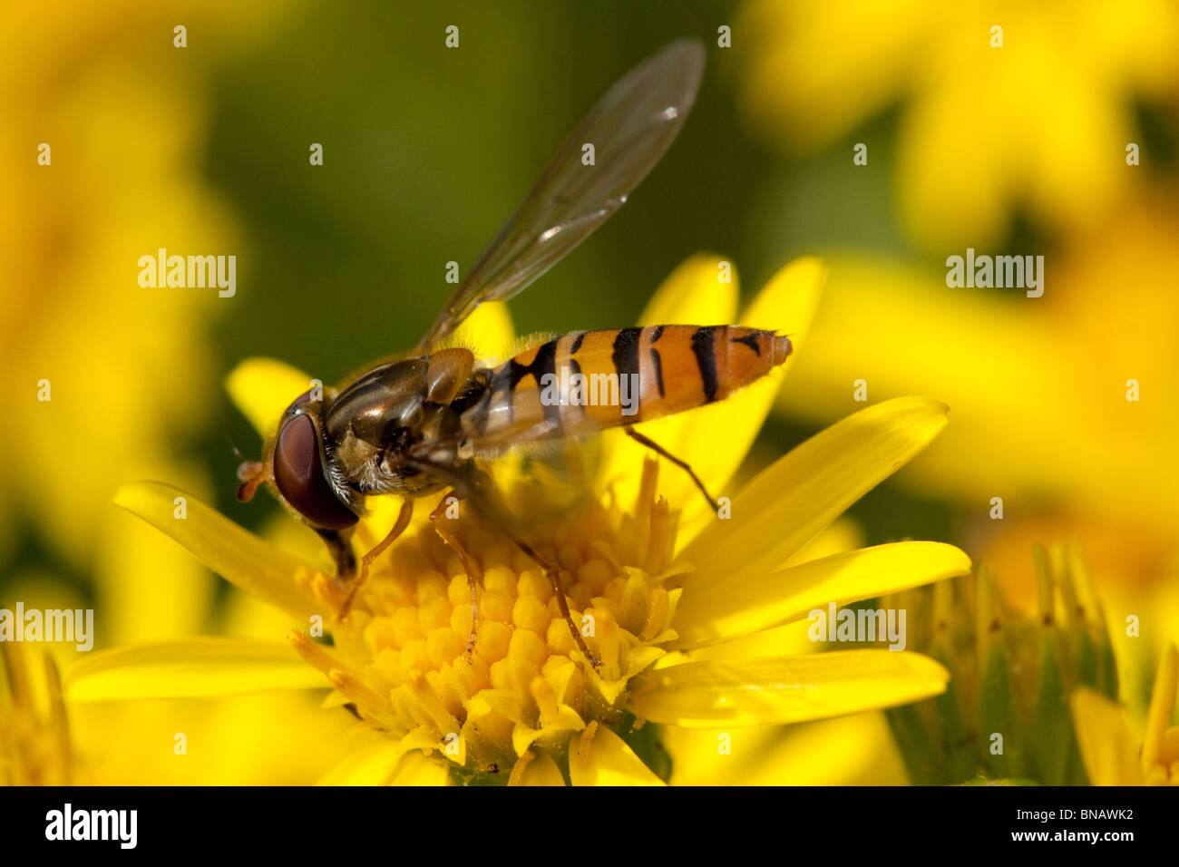 A common hoverfly (syrphus ribesii Stock Photo - Alamy