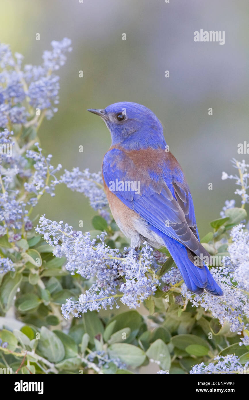 The bluebirds hi-res stock photography and images - Alamy