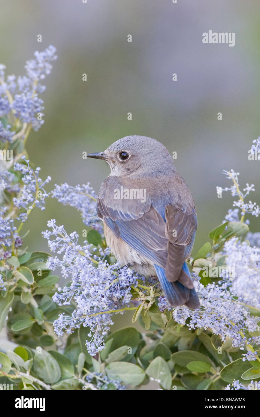 Western bluebird female hi-res stock photography and images - Alamy