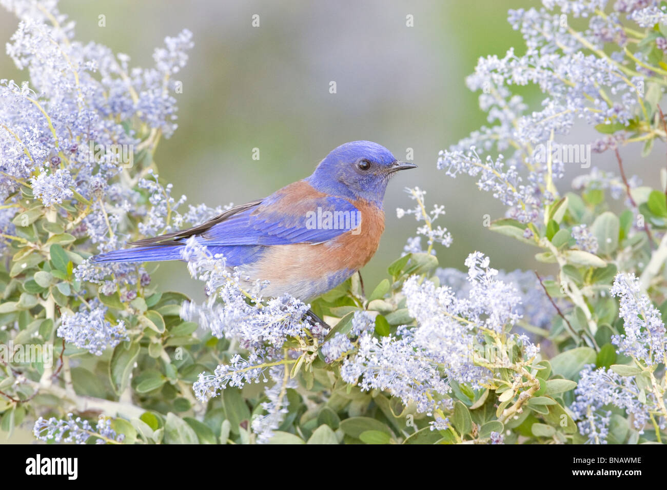 Western Bluebird perching in California Lilac Blossoms Stock Photo - Alamy