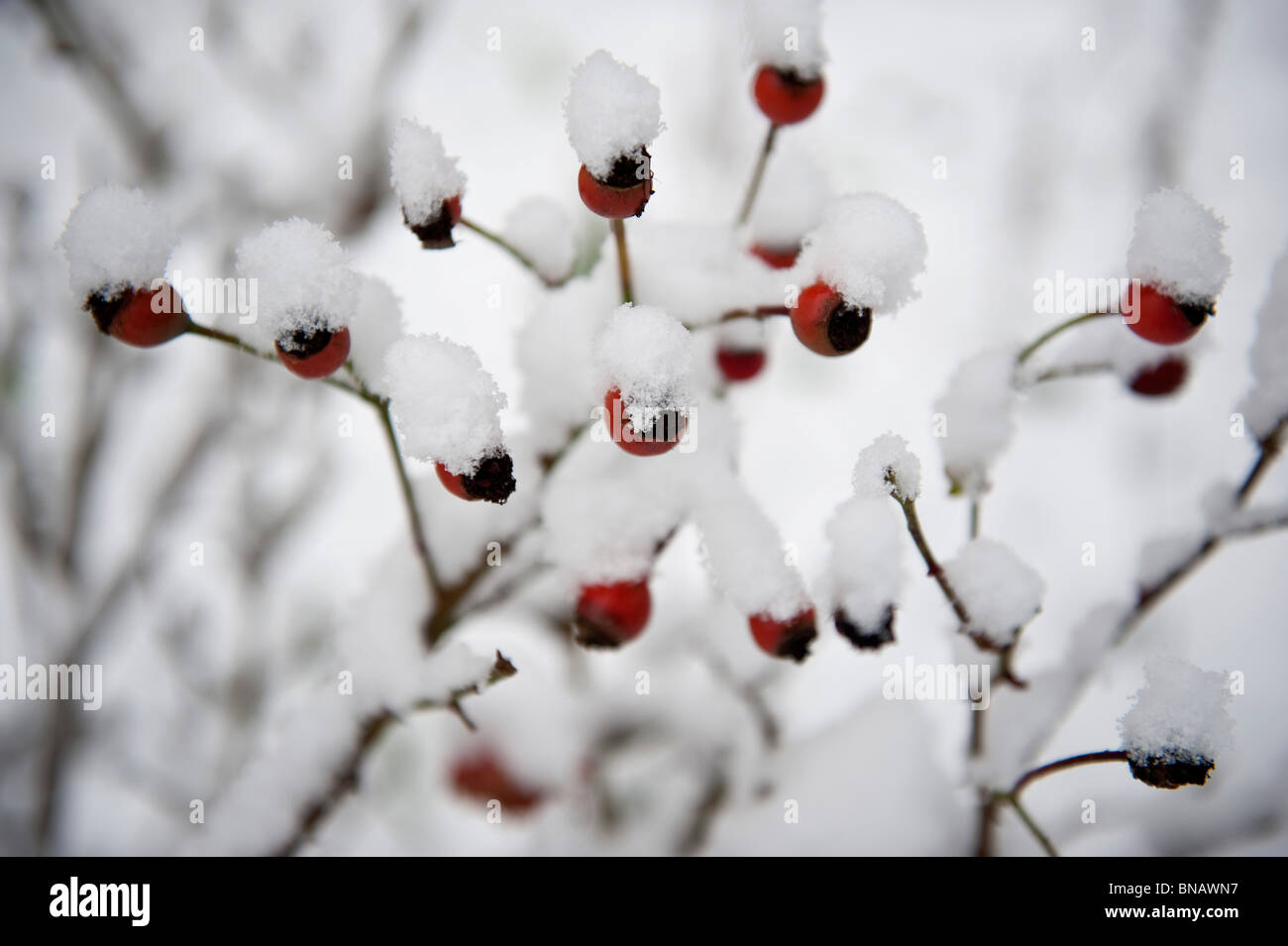 Red berries covered in snow Stock Photo - Alamy