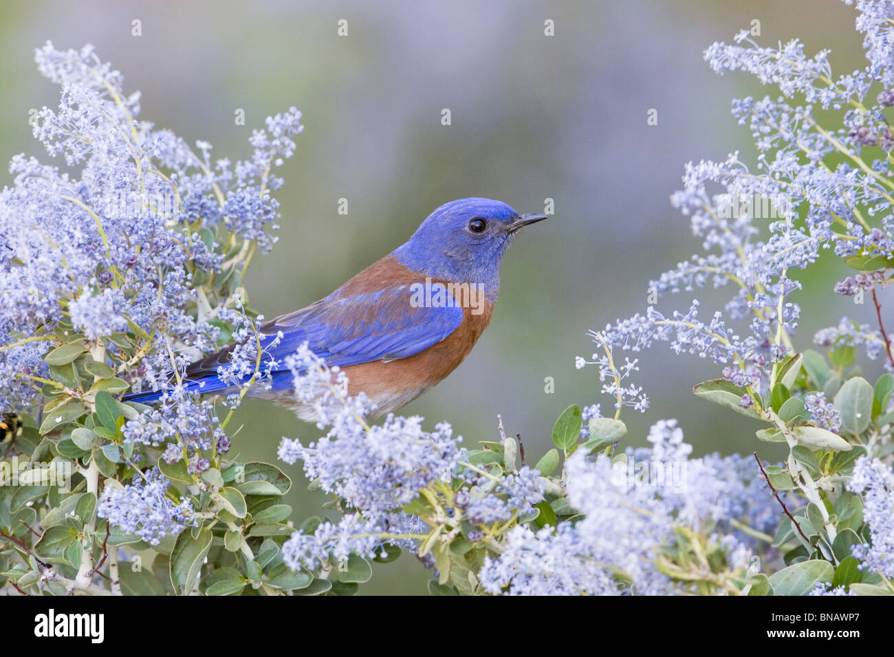 Bluebird In Flowers Stock Photos & Bluebird In Flowers Stock Images - Alamy