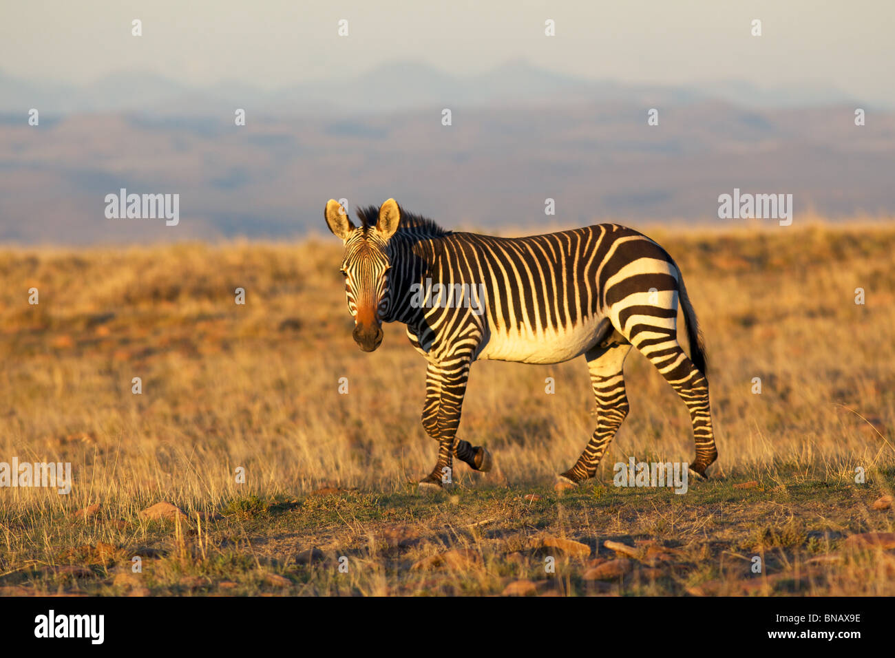 A mountain zebra (Equus zebra) in the Mountain Zebra National Park ...