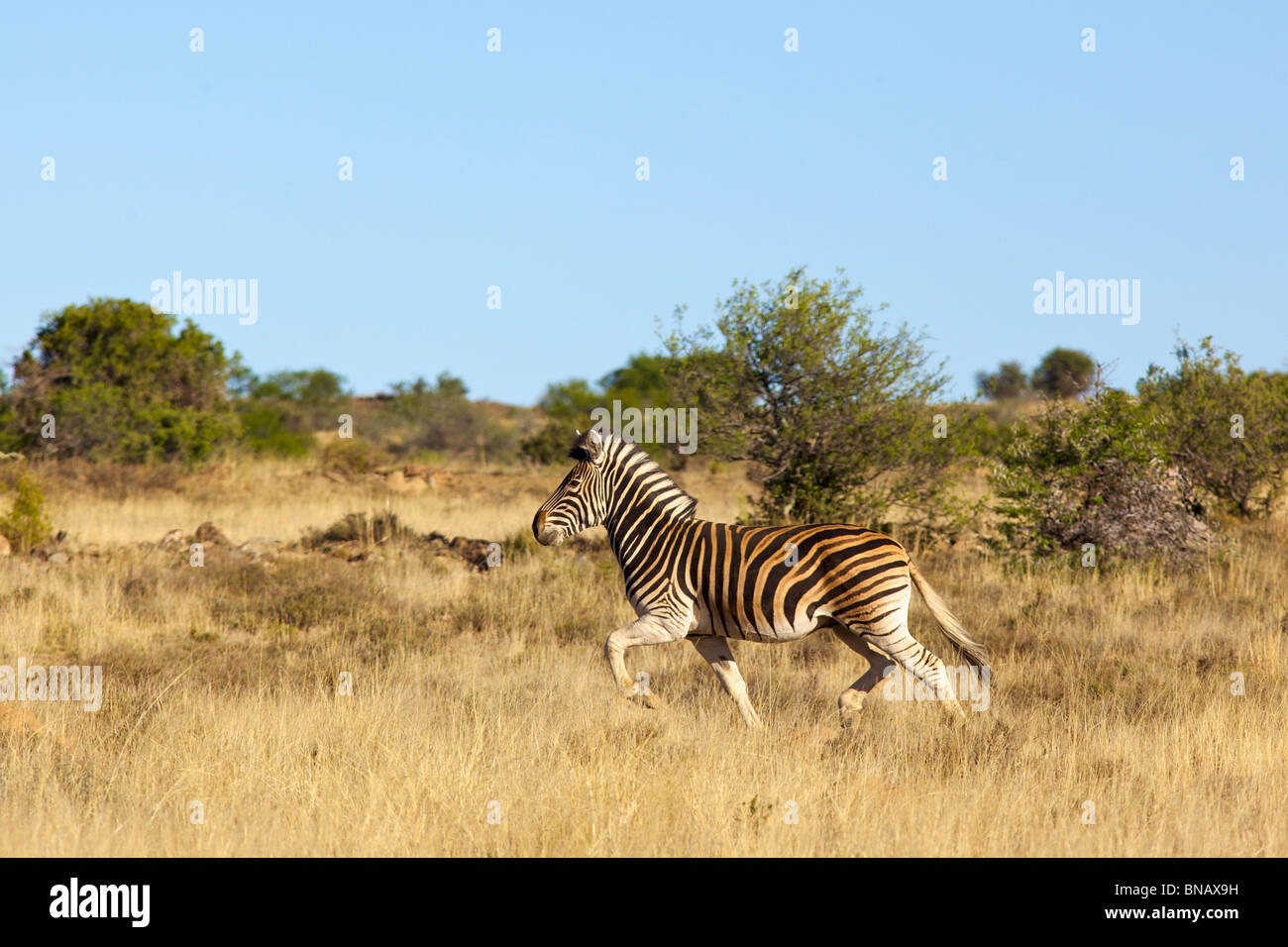 Zebra galloping hi-res stock photography and images - Alamy