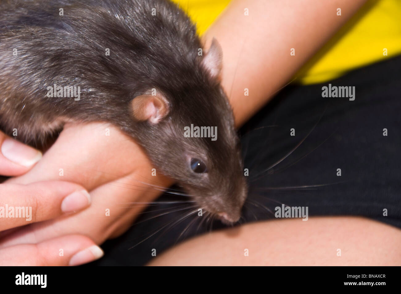 Cute Giant Brown Rat Pet Stock Photo - Alamy