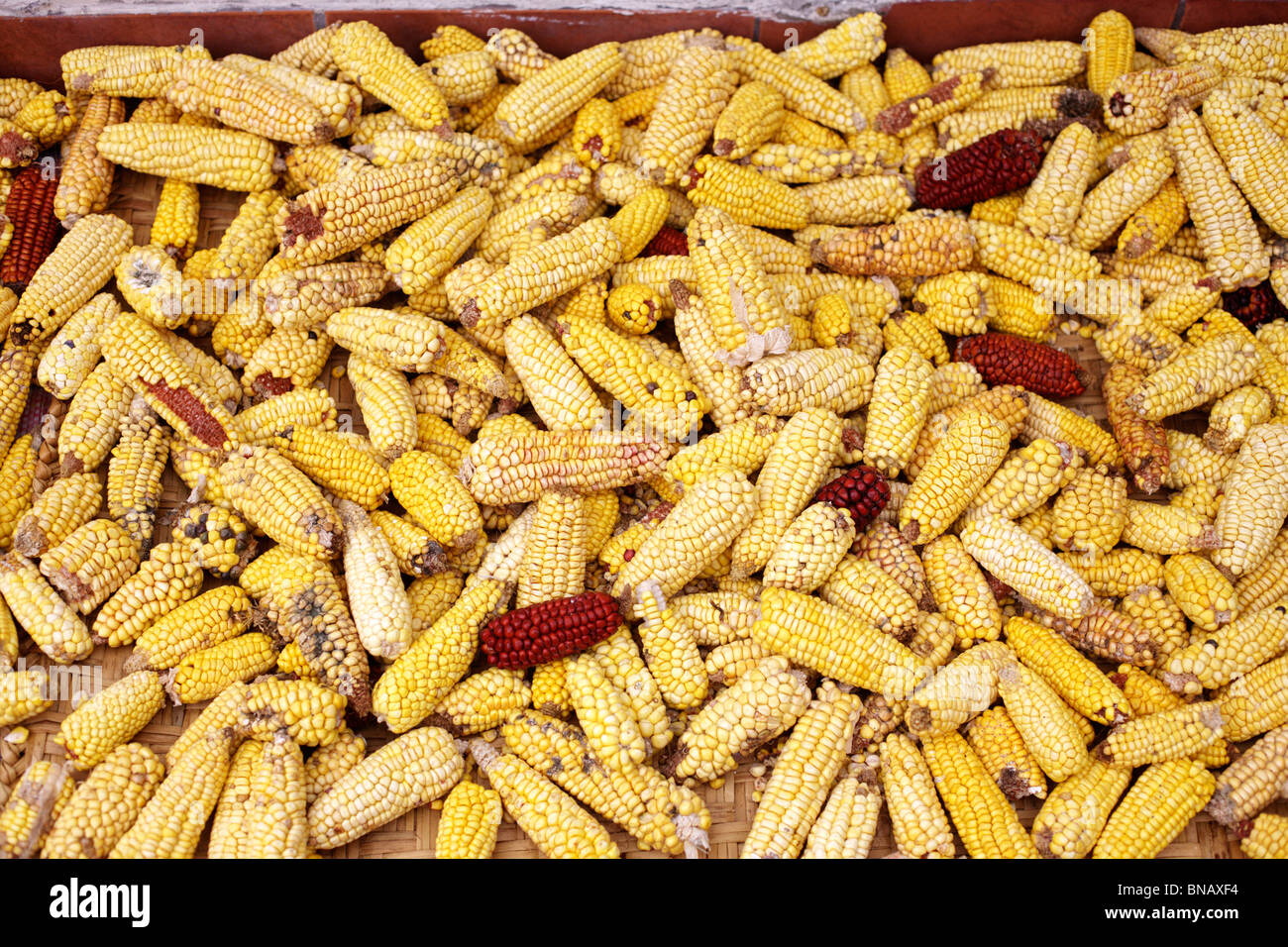 Maize or corn drying outside a house in Otavalo in Ecuador Stock Photo ...