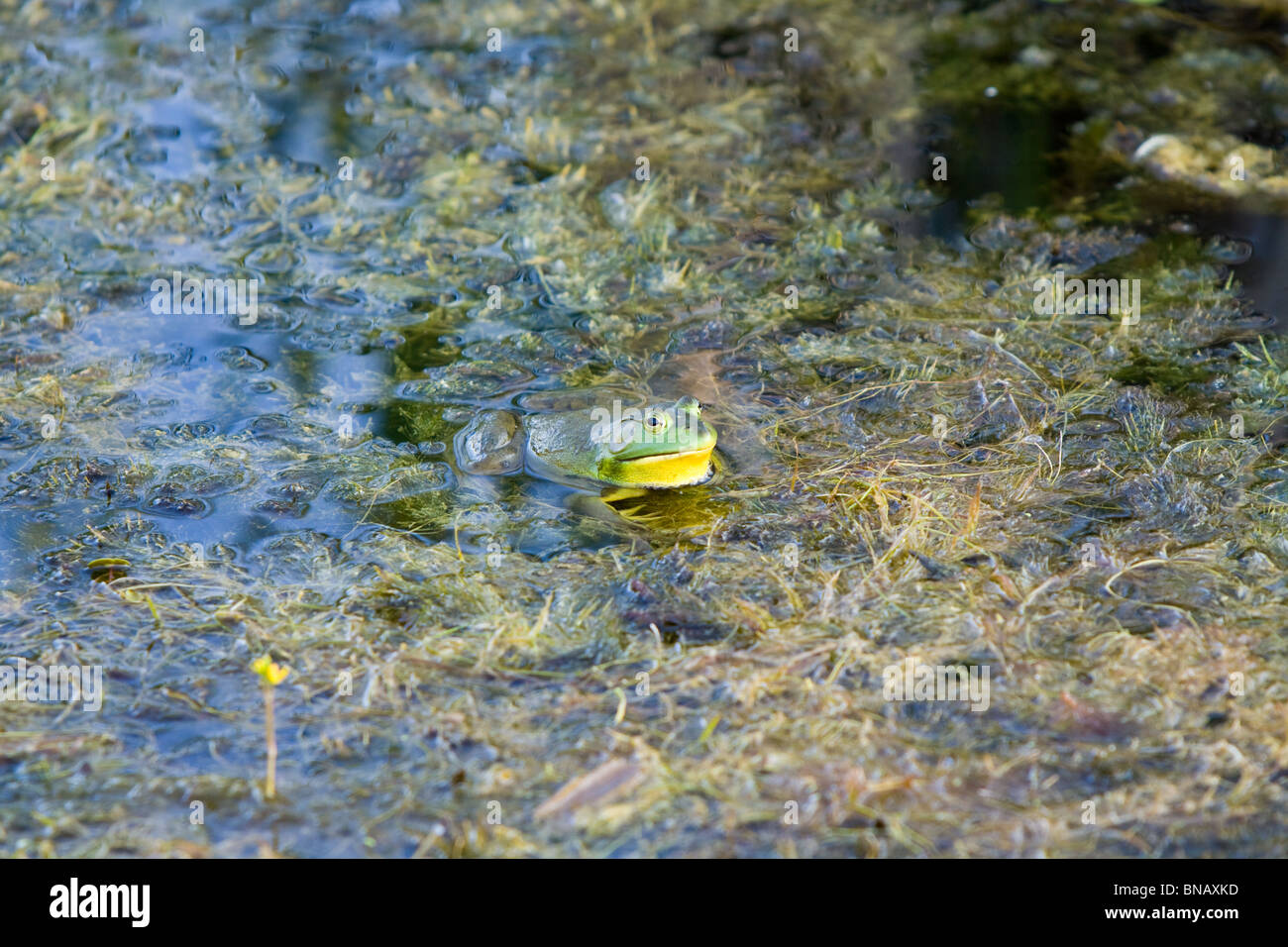 Amphibian frog bullfrog hi-res stock photography and images - Alamy