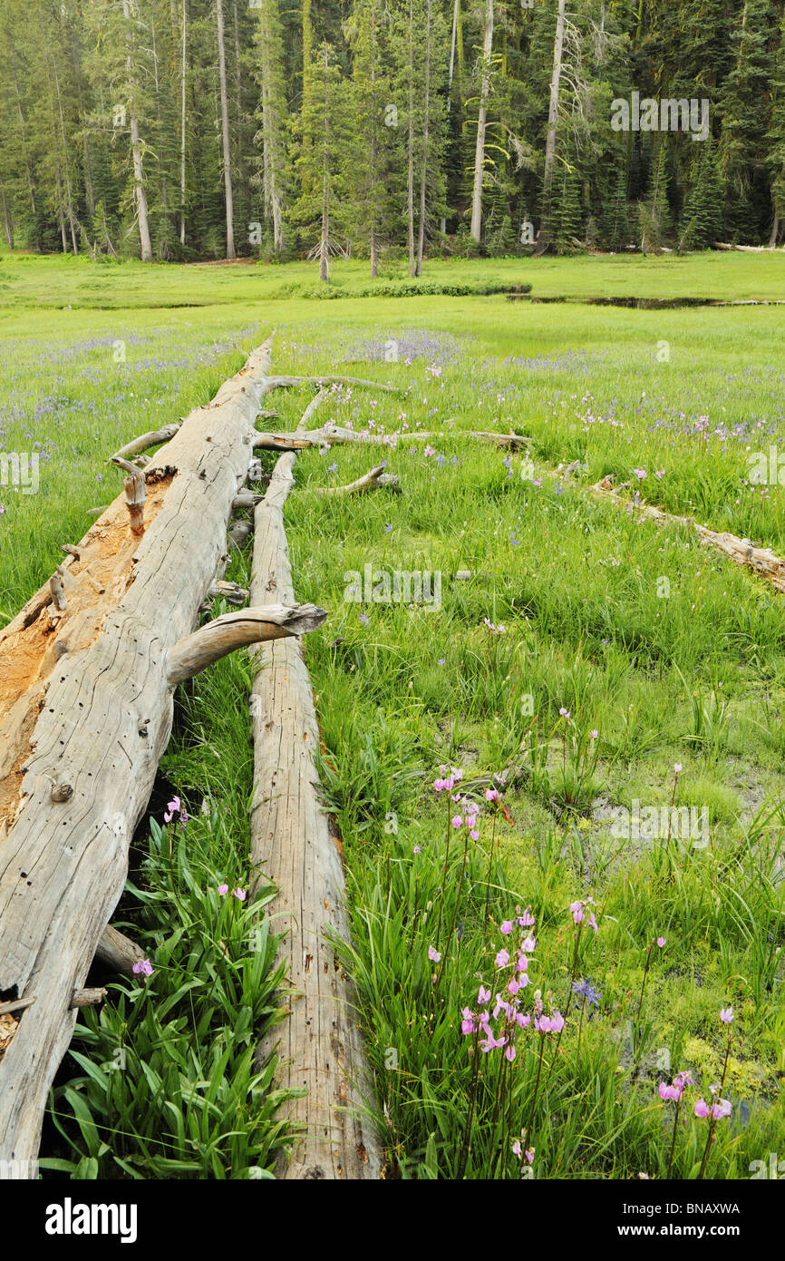 Fallen tree at Yosemite meadow Stock Photo - Alamy