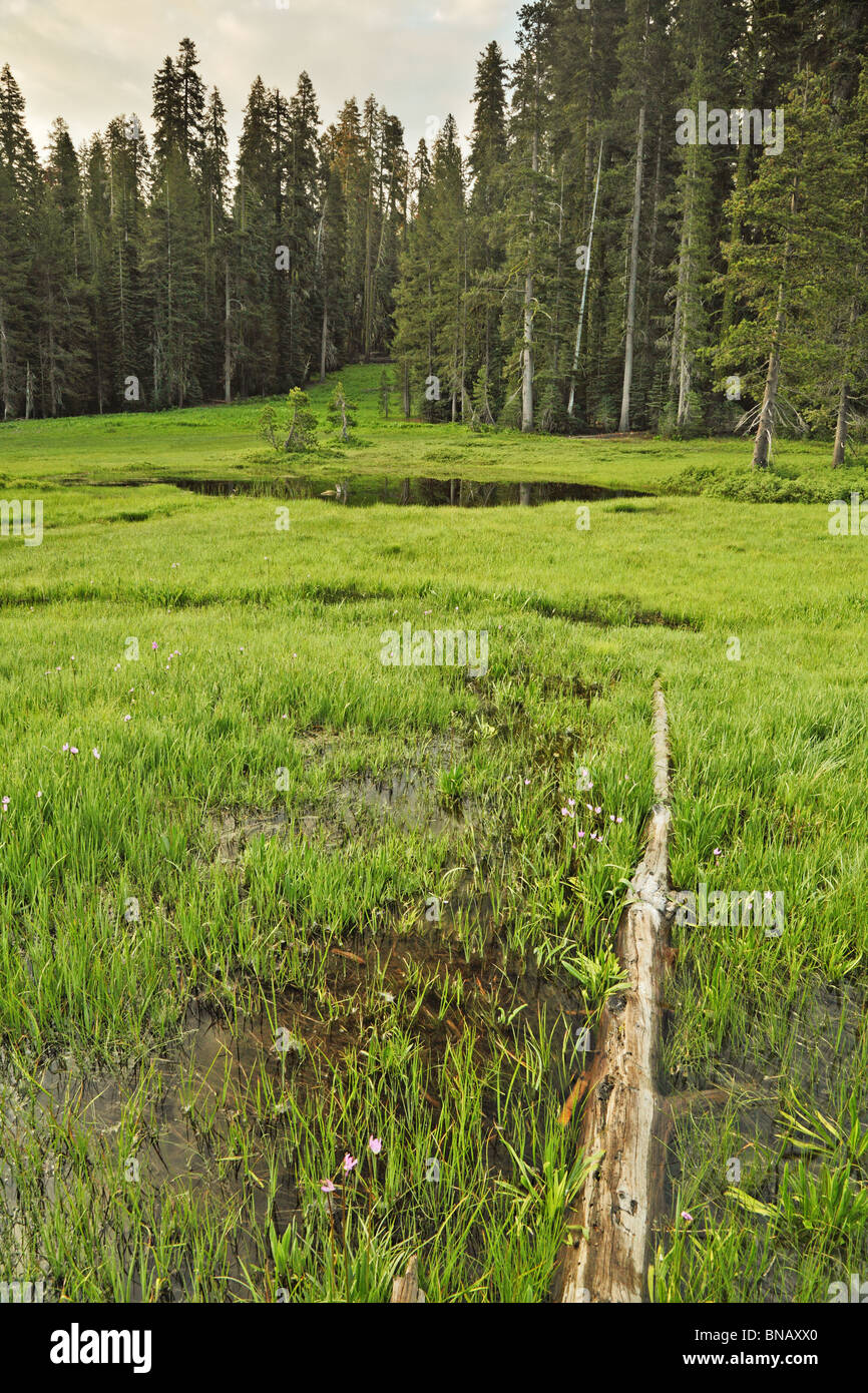 Yosemite Meadow in Spring Stock Photo - Alamy