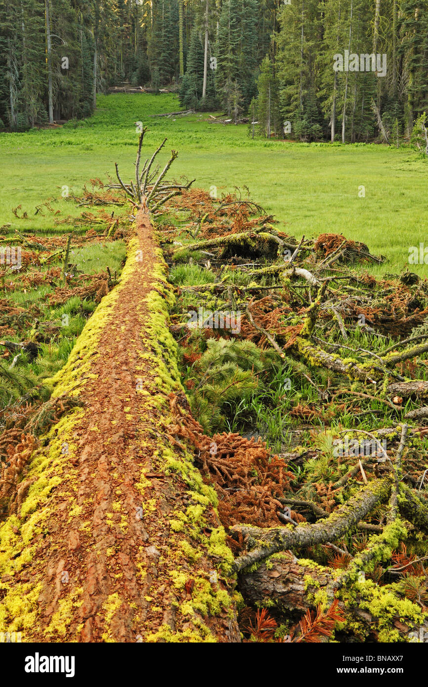 Fallen tree at Yosemite Meadow Stock Photo - Alamy