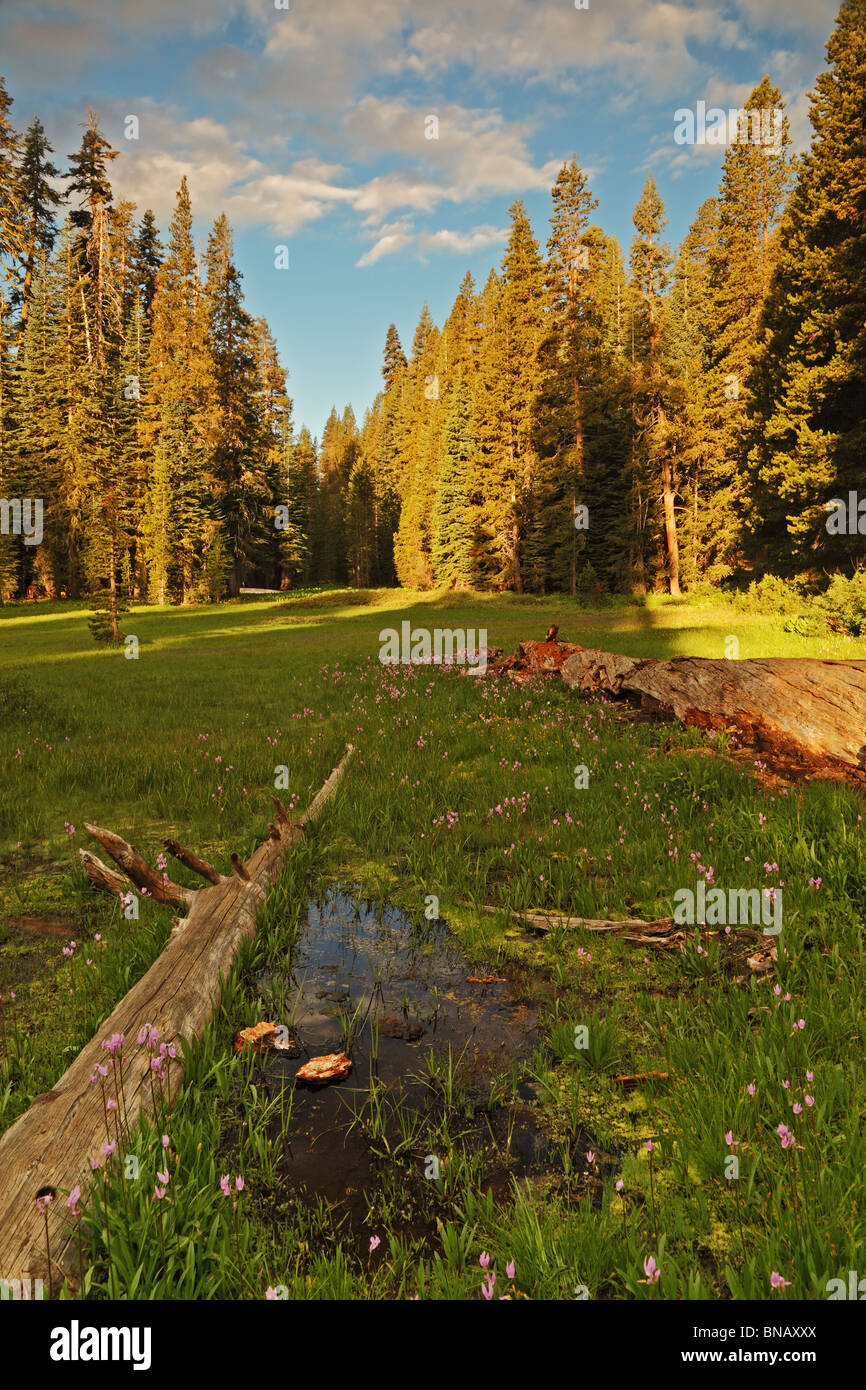 Spring at Yosemite Meadow Stock Photo - Alamy