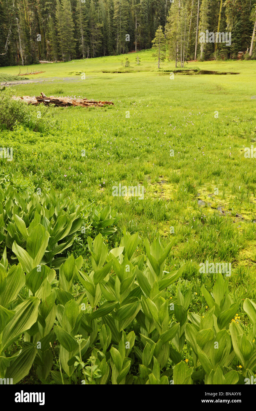 Green meadow and pond hi-res stock photography and images - Alamy